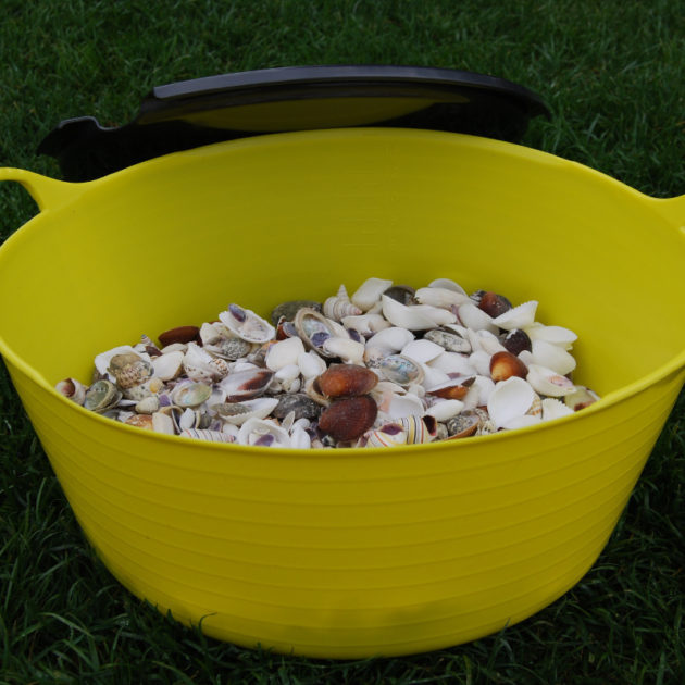 Shells - 3kg in a tub | Muddy Faces