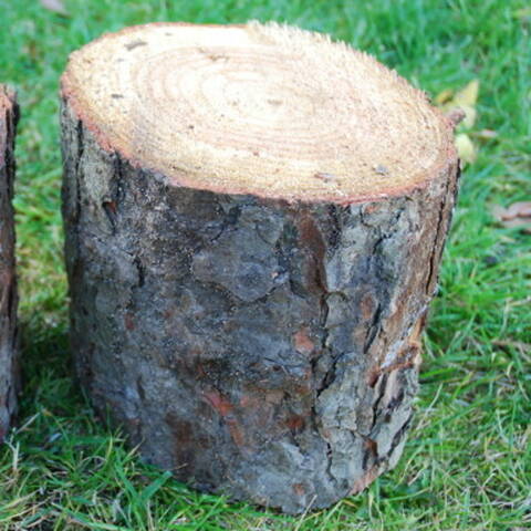 Log Seats | Outdoor Seating, Logs & Planks | Muddy Faces